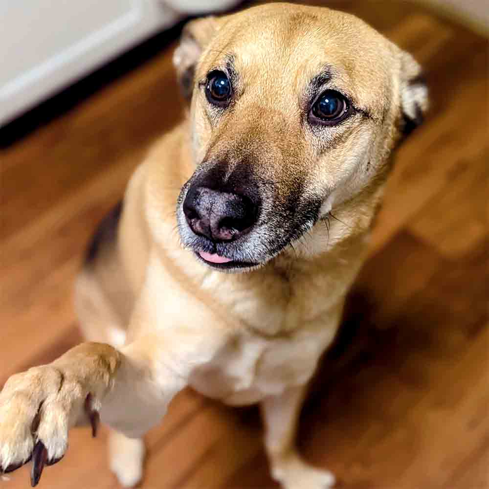 How to Take a Good Pet Picture – My Photo Art